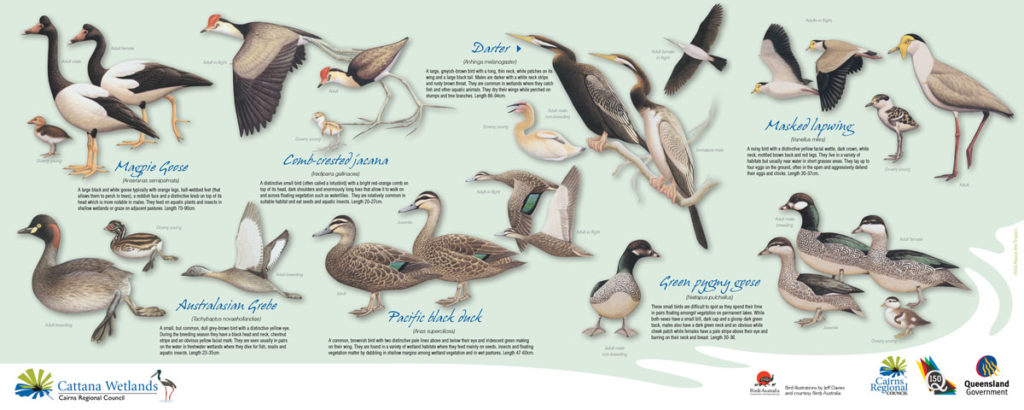 Bird-ID-Panel | Pembroke Graphics